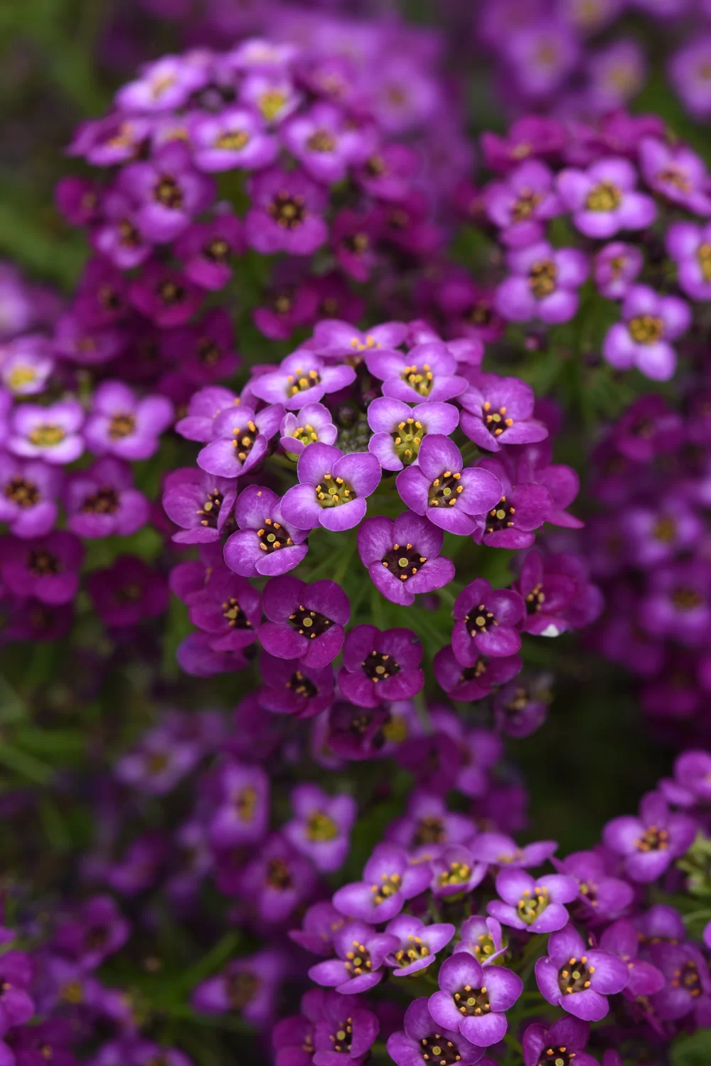 lobularia maritima