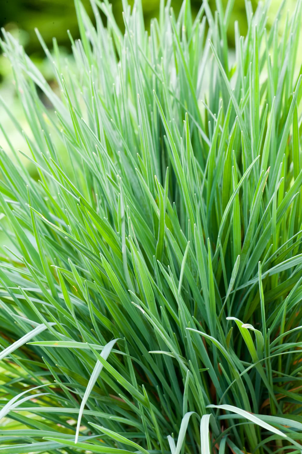 koeleria glauca problems