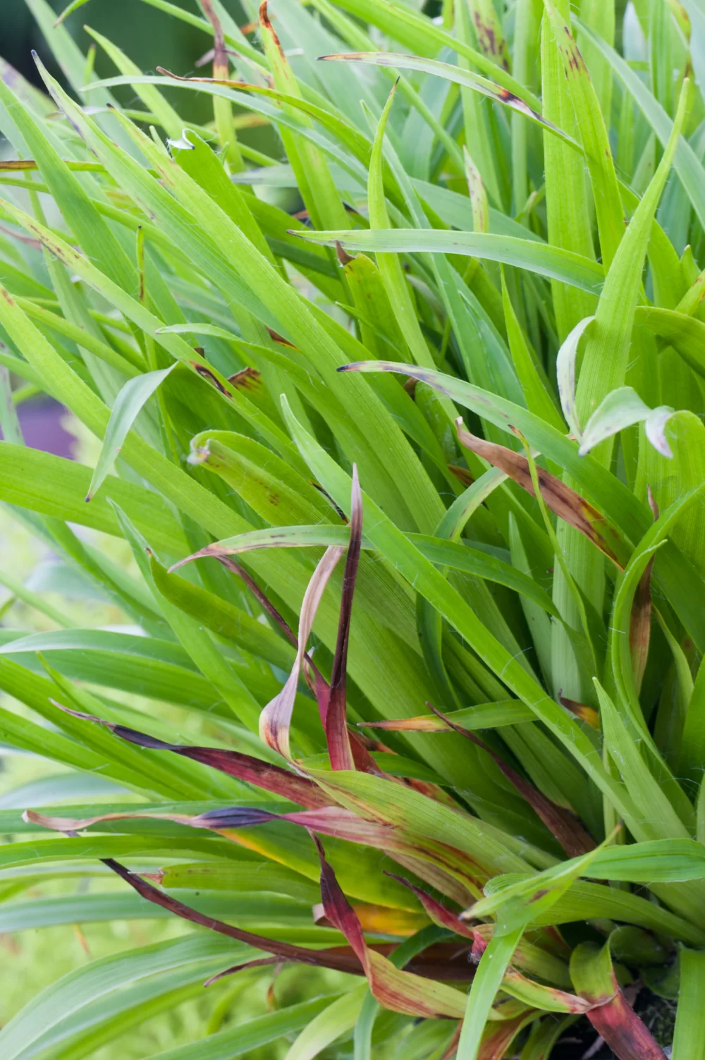 luzula sylvatica starmaker