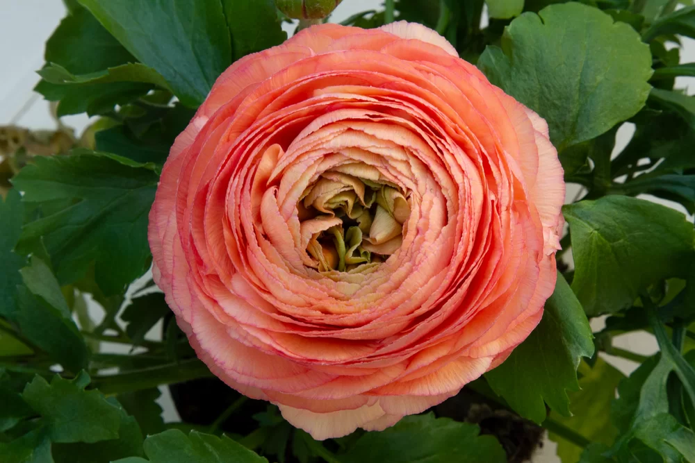 ranunculus vortex hot pink