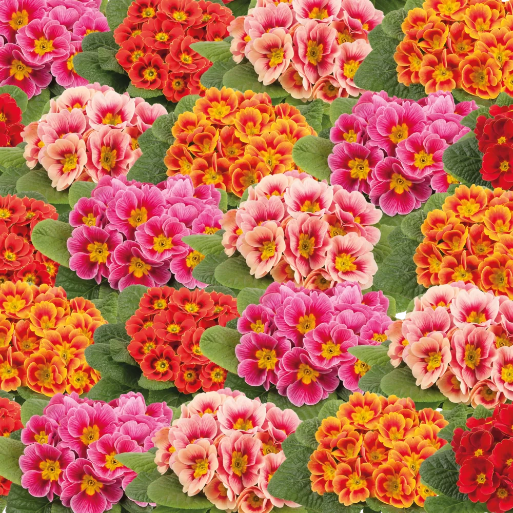 primula colours