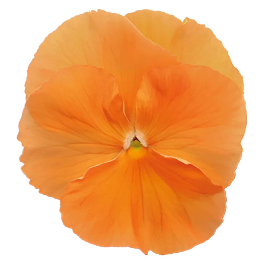 orange viola