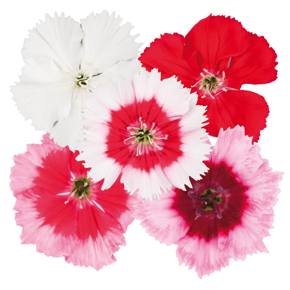 About Florensis | Florensis