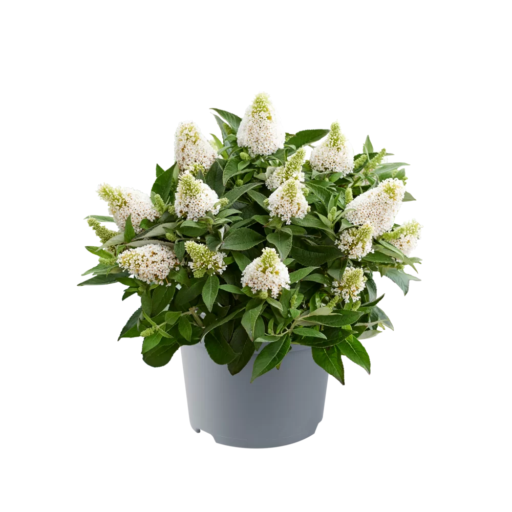 white buddleia varieties