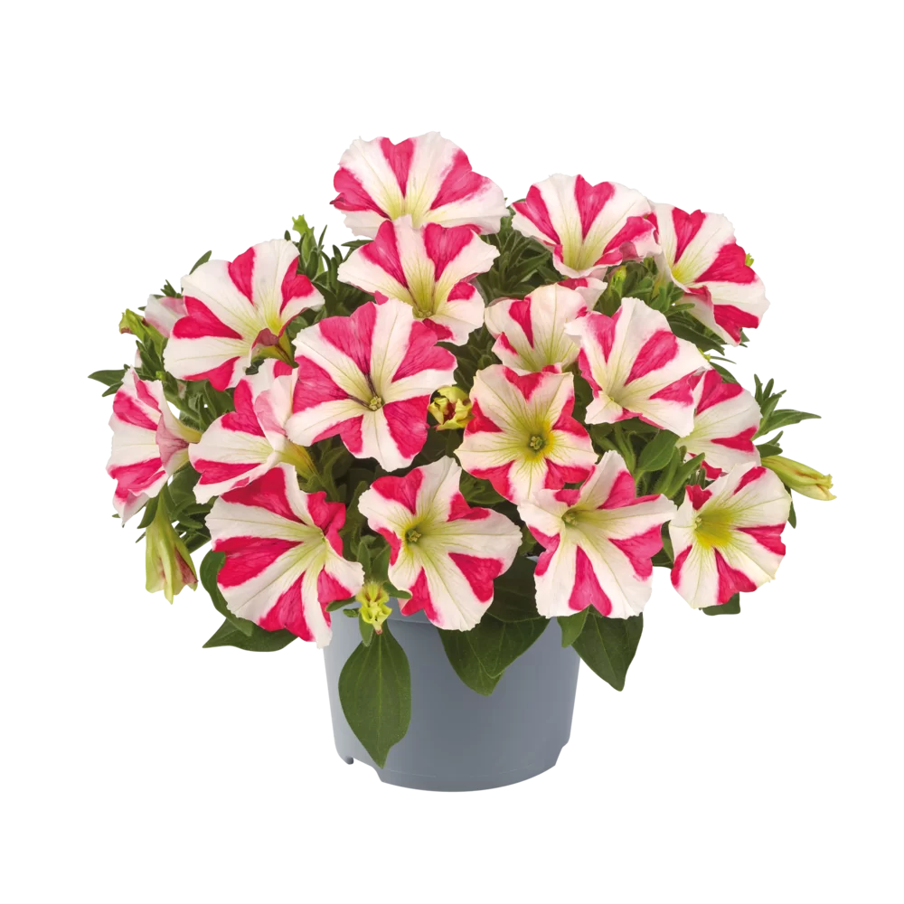 petunia tango