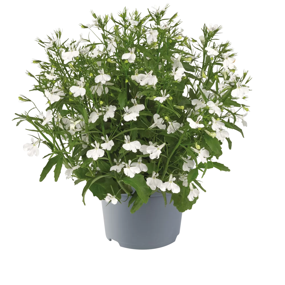 Florensis | If you want to grow | Florensis