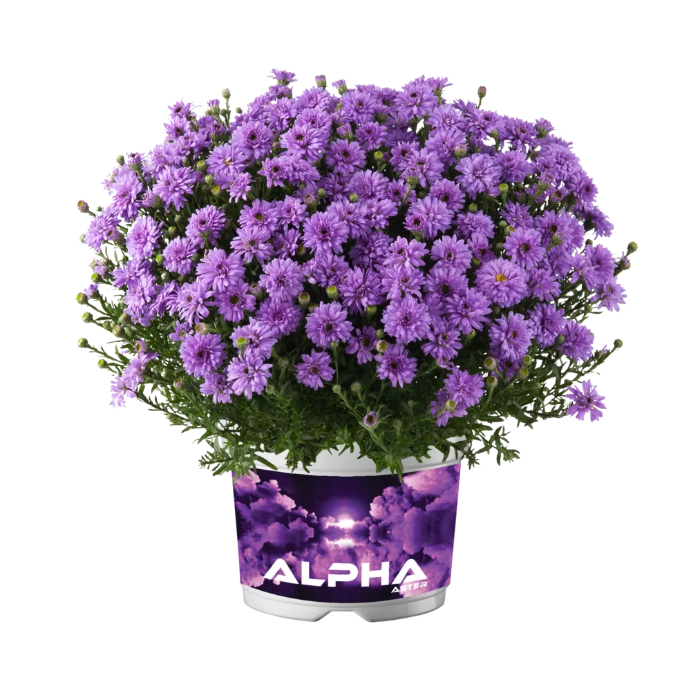 aster alpha dark purple
