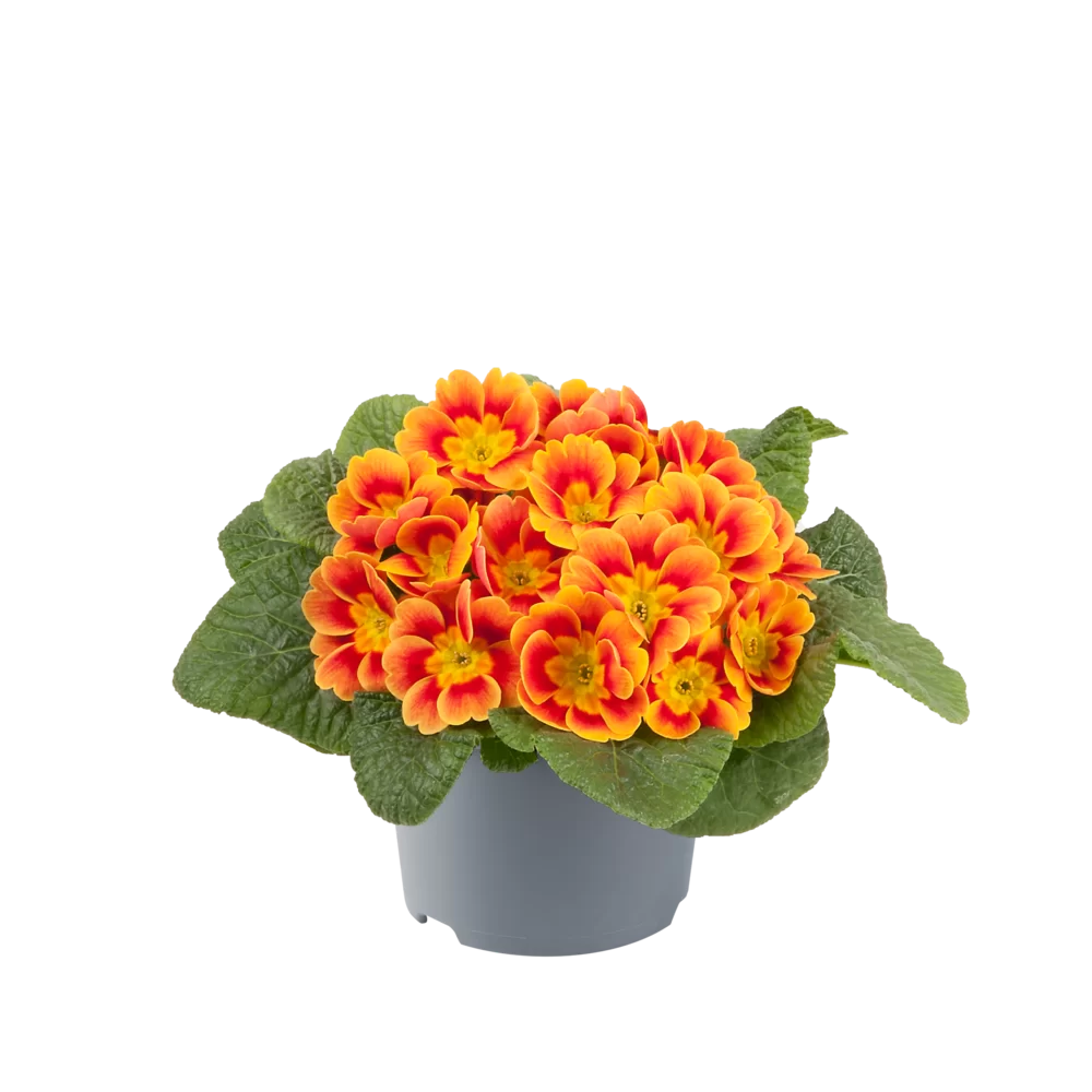 orange primula