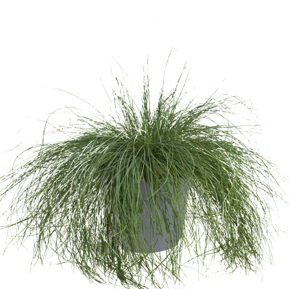 festuca varieties