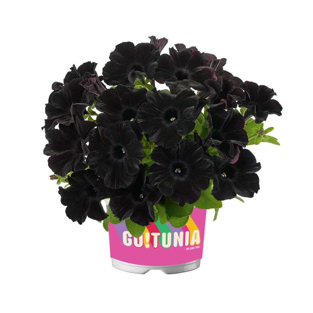 petunia petunia petunia