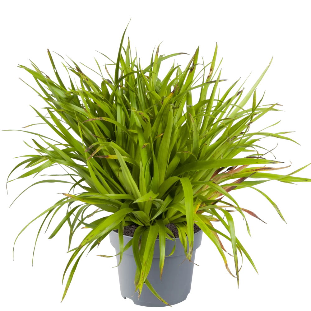 luzula sylvatica starmaker