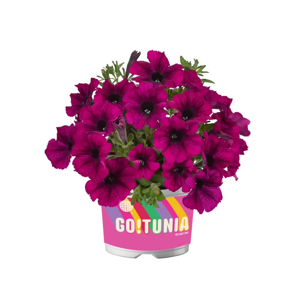 petunia petunia petunia