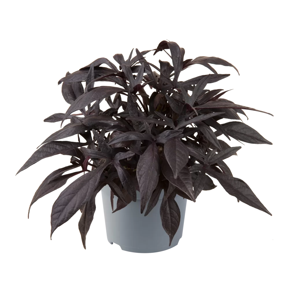ipomoea black tone