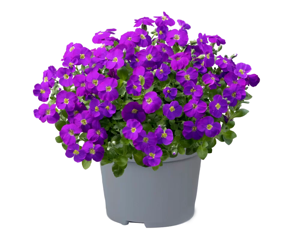 Florensis Catalogues | Florensis