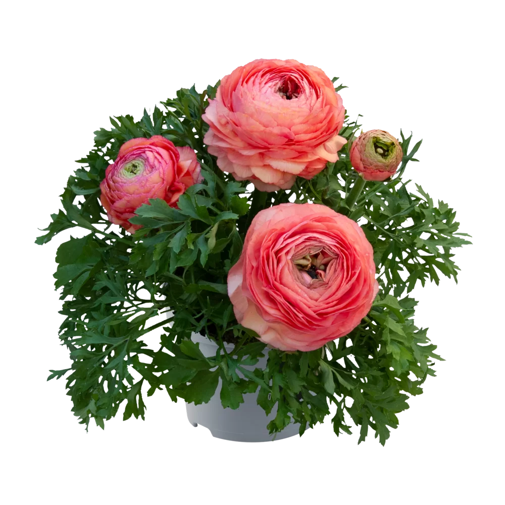 ranunculus asiaticus