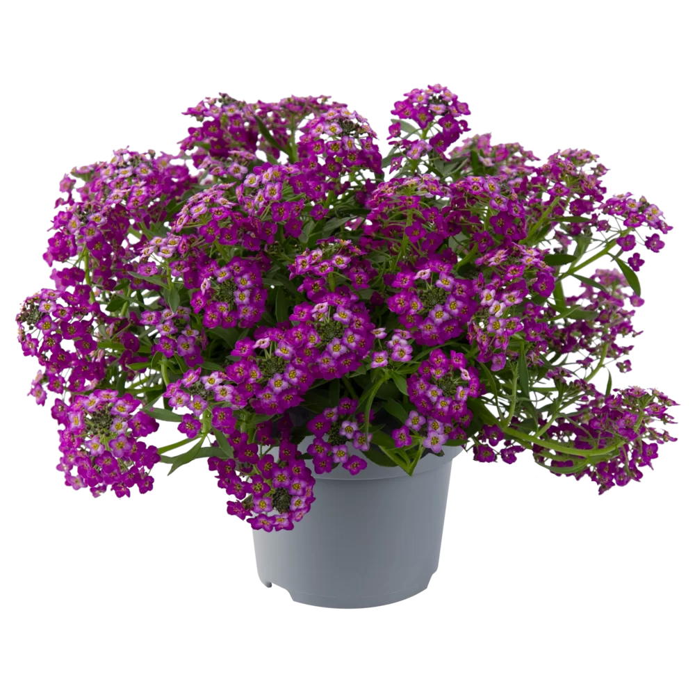 lobularia maritima common name