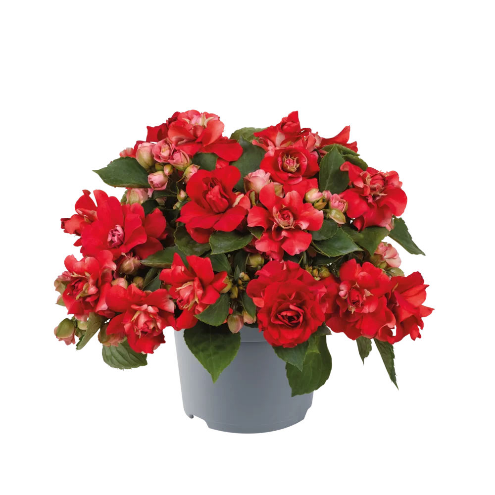 Florensis | If you want to grow | Florensis