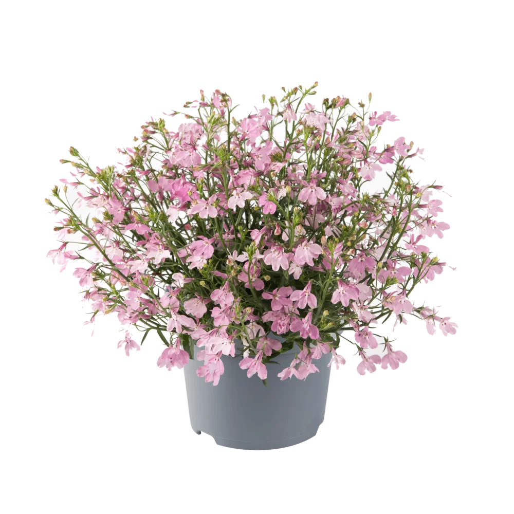 Florensis | If you want to grow | Florensis