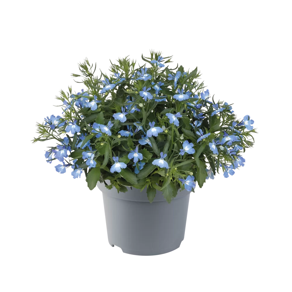 Florensis | If you want to grow | Florensis