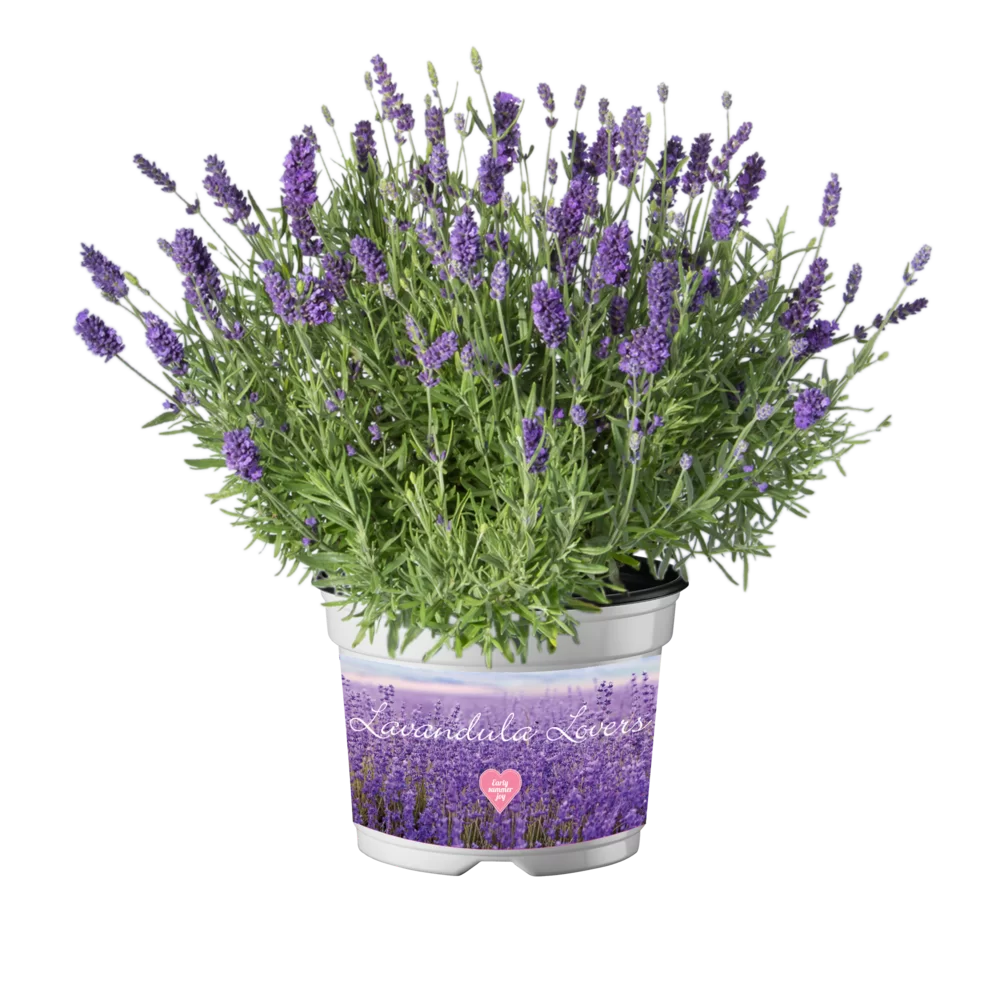 lavandula ang