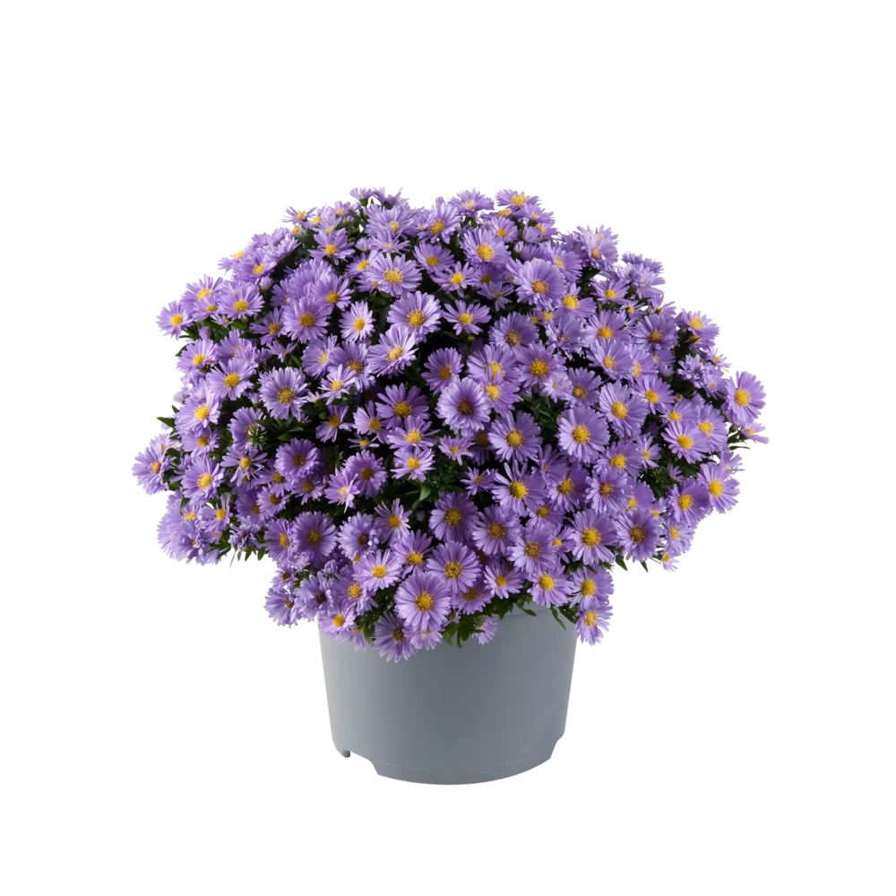 aster alpha dark purple