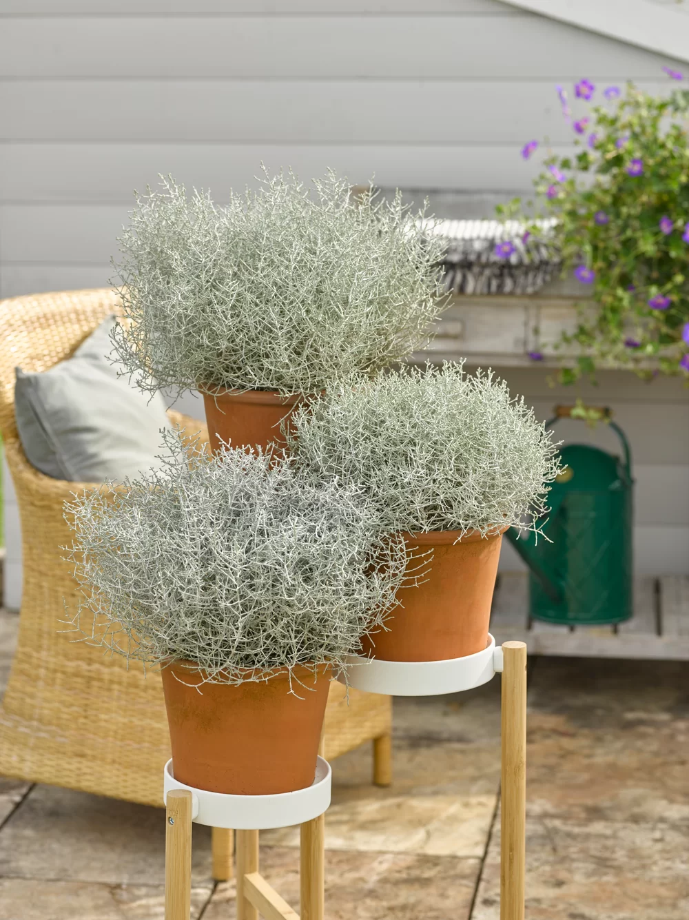 calocephalus whimsy silver