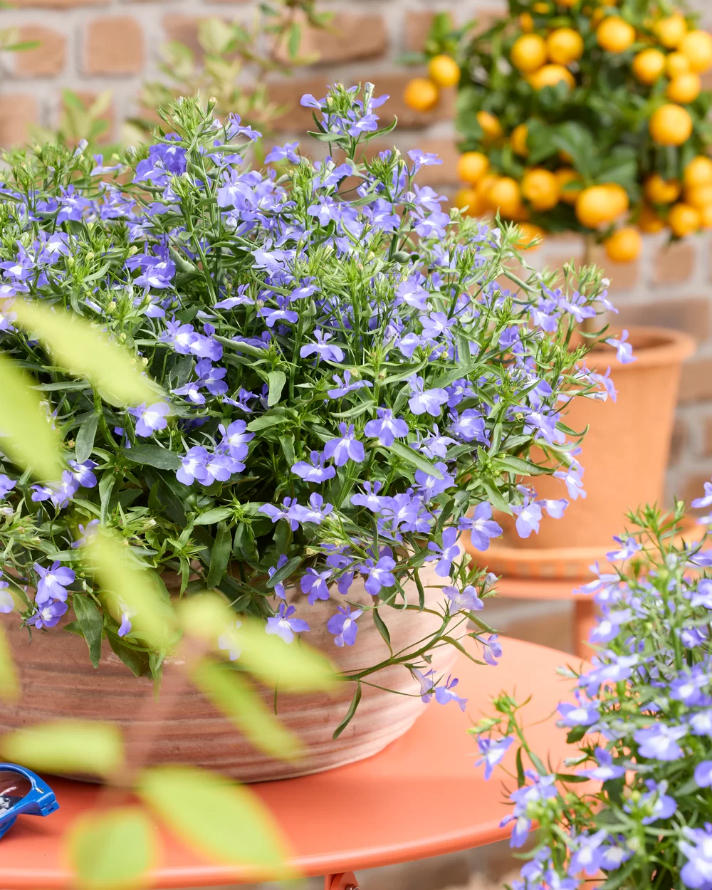 lobelia flower basket