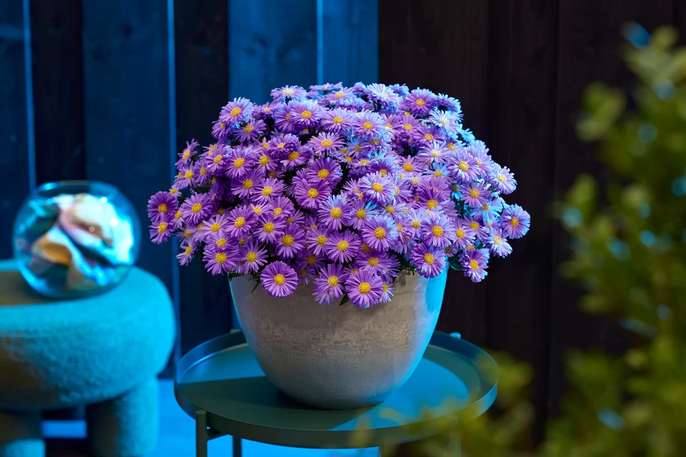 aster alpha dark purple