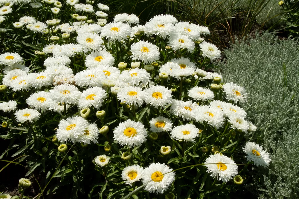 chrysanthemum leucanthemum maximum