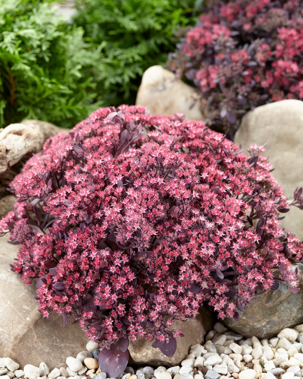 sedum cauticolum ruby glow