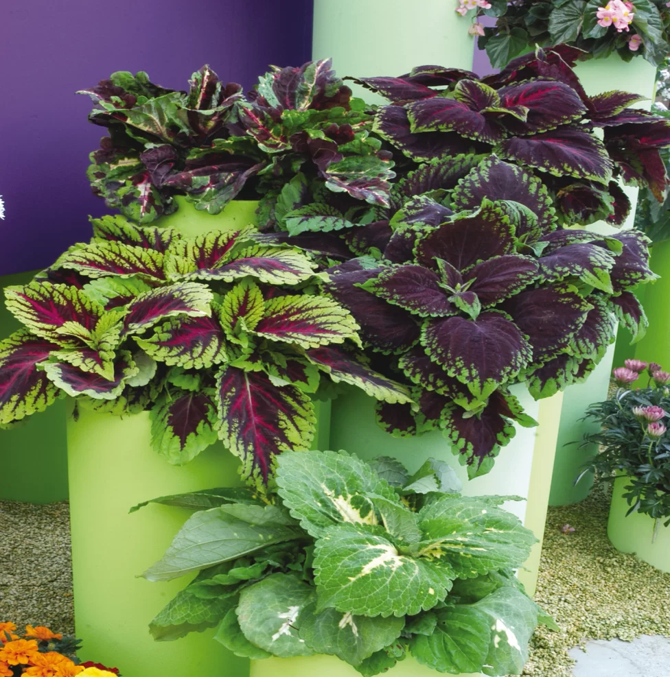 kong coleus