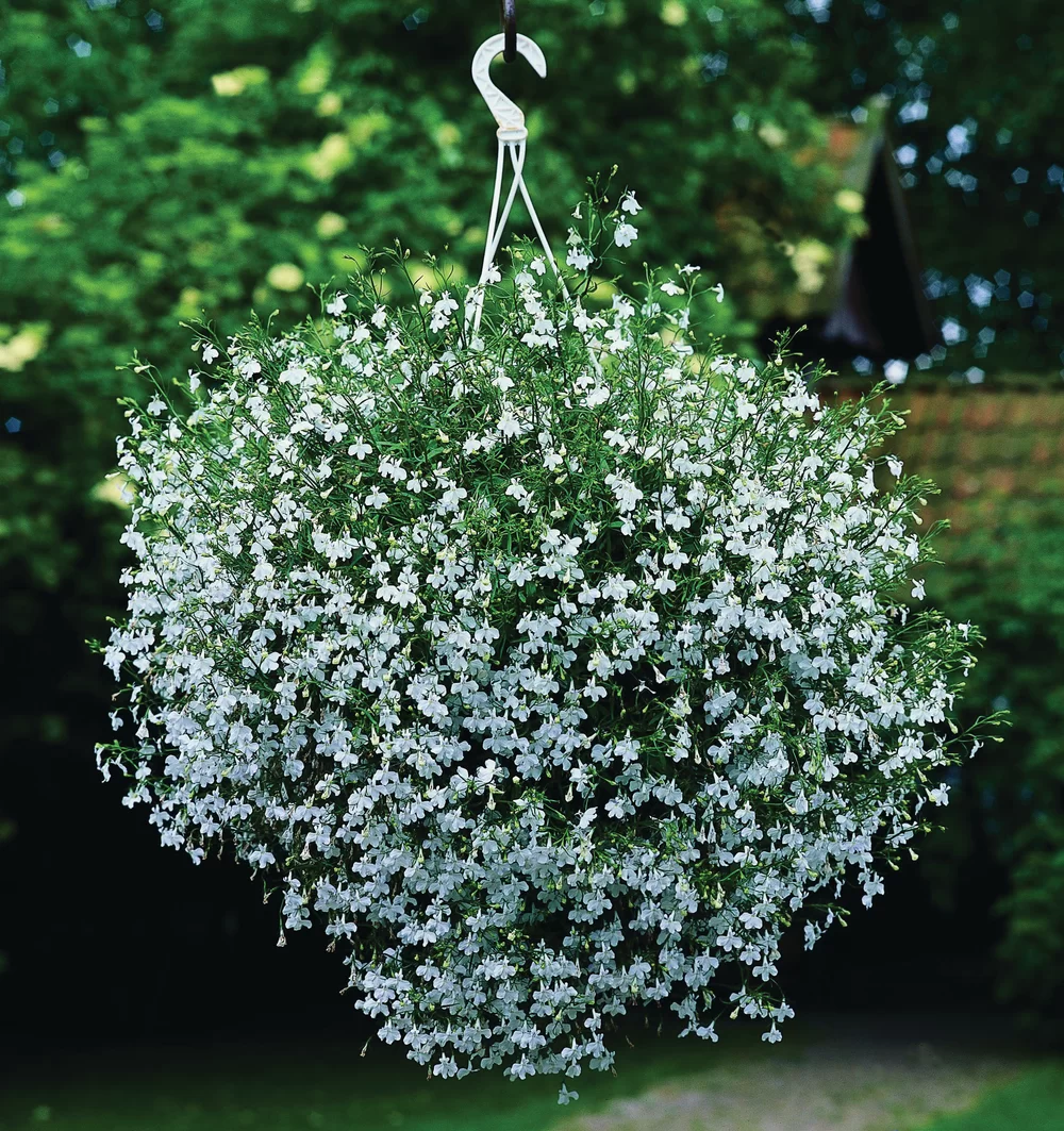 lobelia white