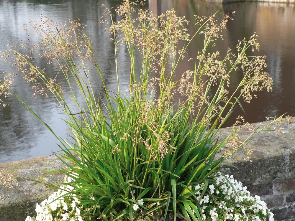 luzula sylvatica starmaker