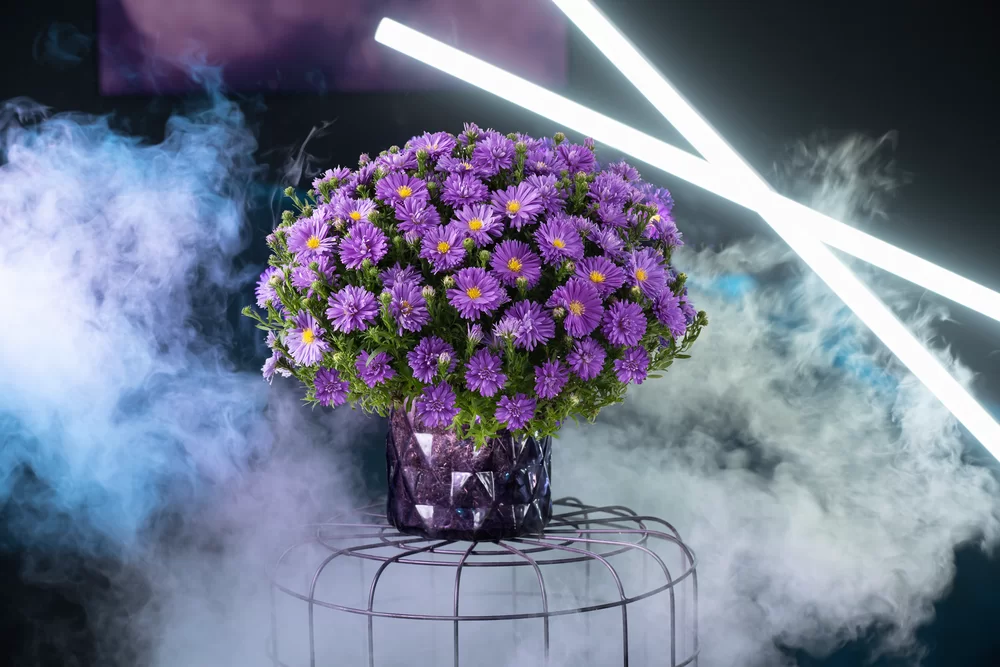 aster dark purple launch