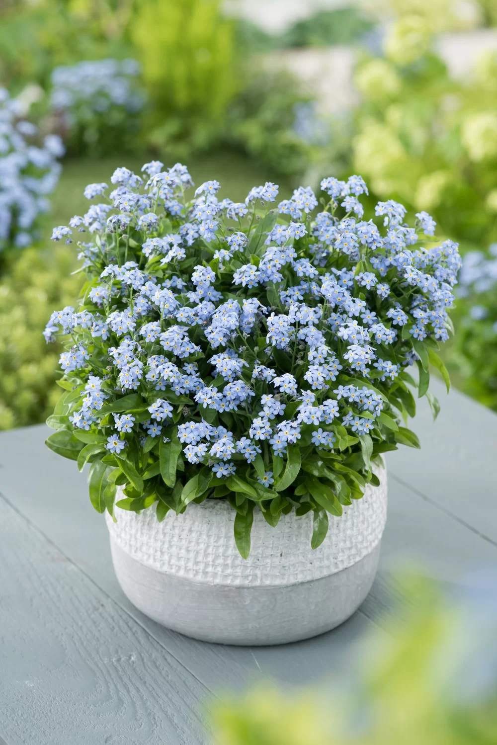 myosotis sylvatica white